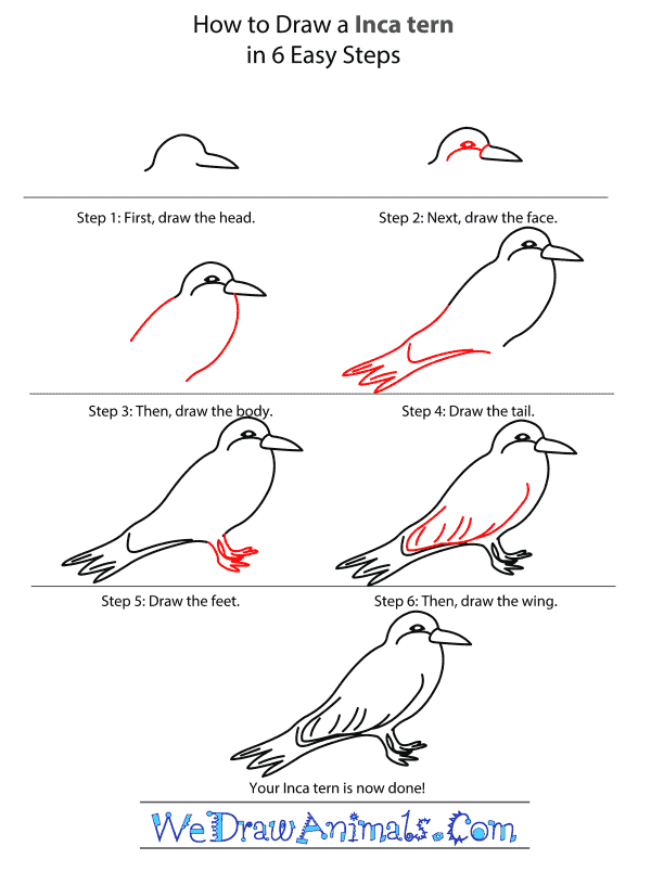 The Bird with the mustache – Conservation Education